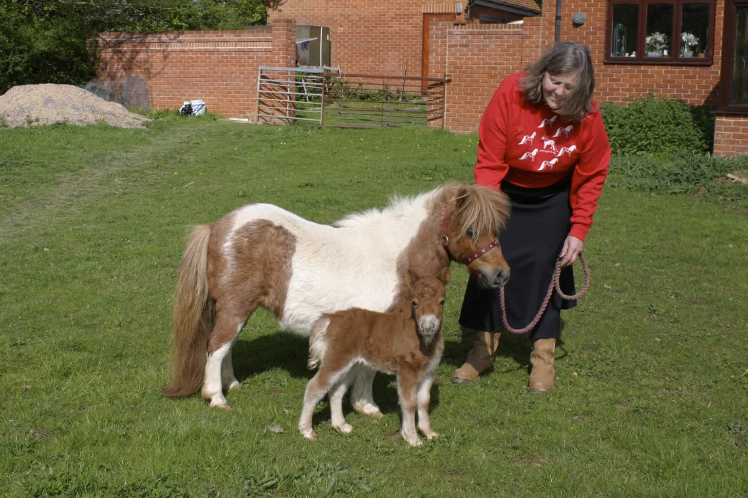 Dottie the super cute miniature foal! | Pony Magazine