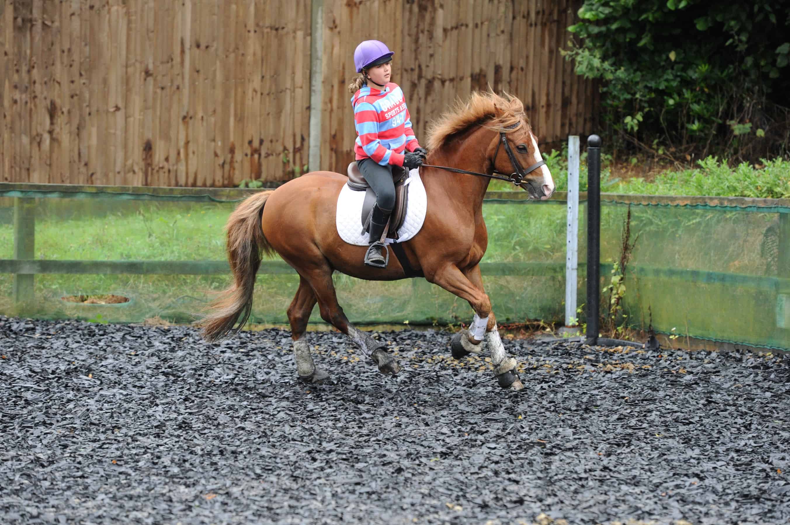 Real Life Drama: A dream come true? | Pony Magazine