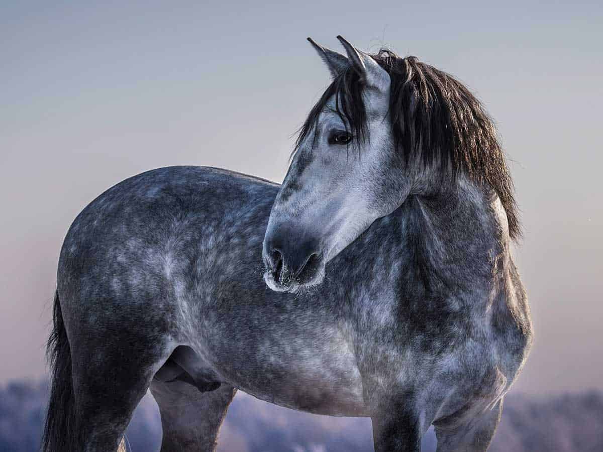 Which horse breed are you most like? | Pony Magazine